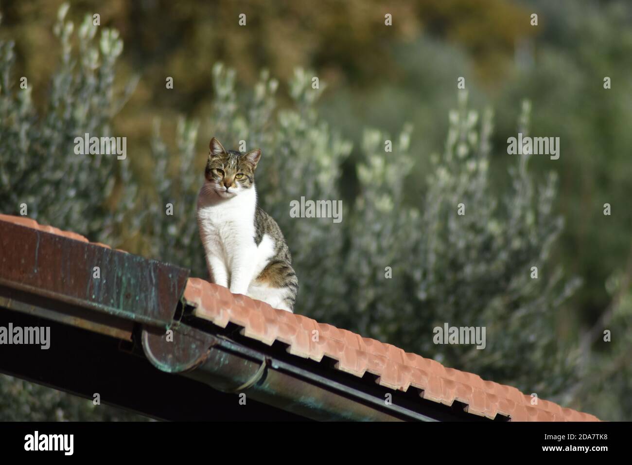 my cats kitty, emma, jerry Stock Photo - Alamy