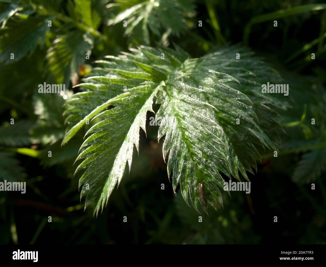 Silverweed showing how it got its name - fine hairs make the green ...