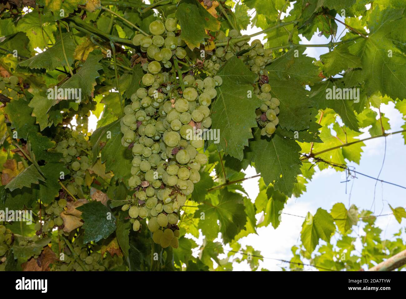 bunches of white table grapes ready for harvest Stock Photo - Alamy