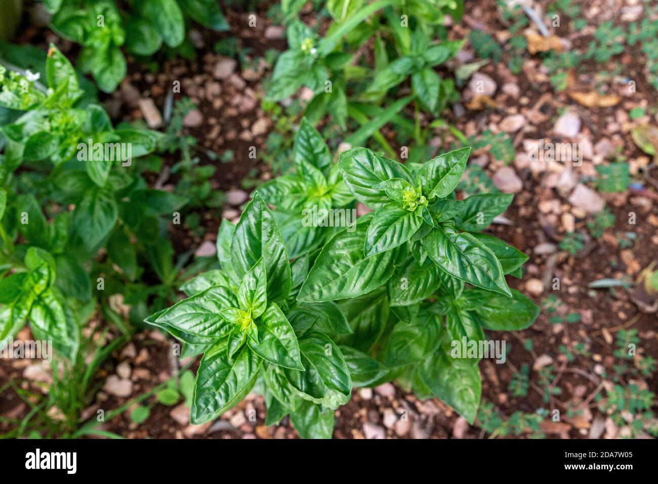 green basil for condiments from table food ready for harvest Stock ...