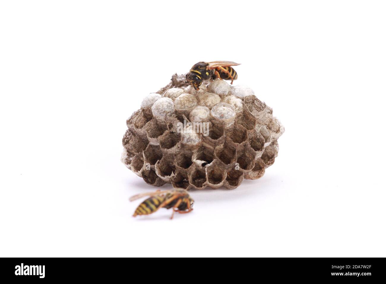Bees wooden beehive Cut Out Stock Images & Pictures - Alamy