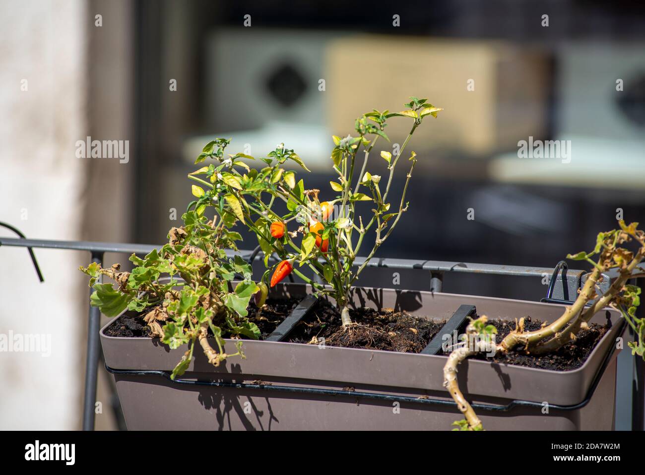 chilli seedling planted on a pot outside a restaurant Stock Photo - Alamy