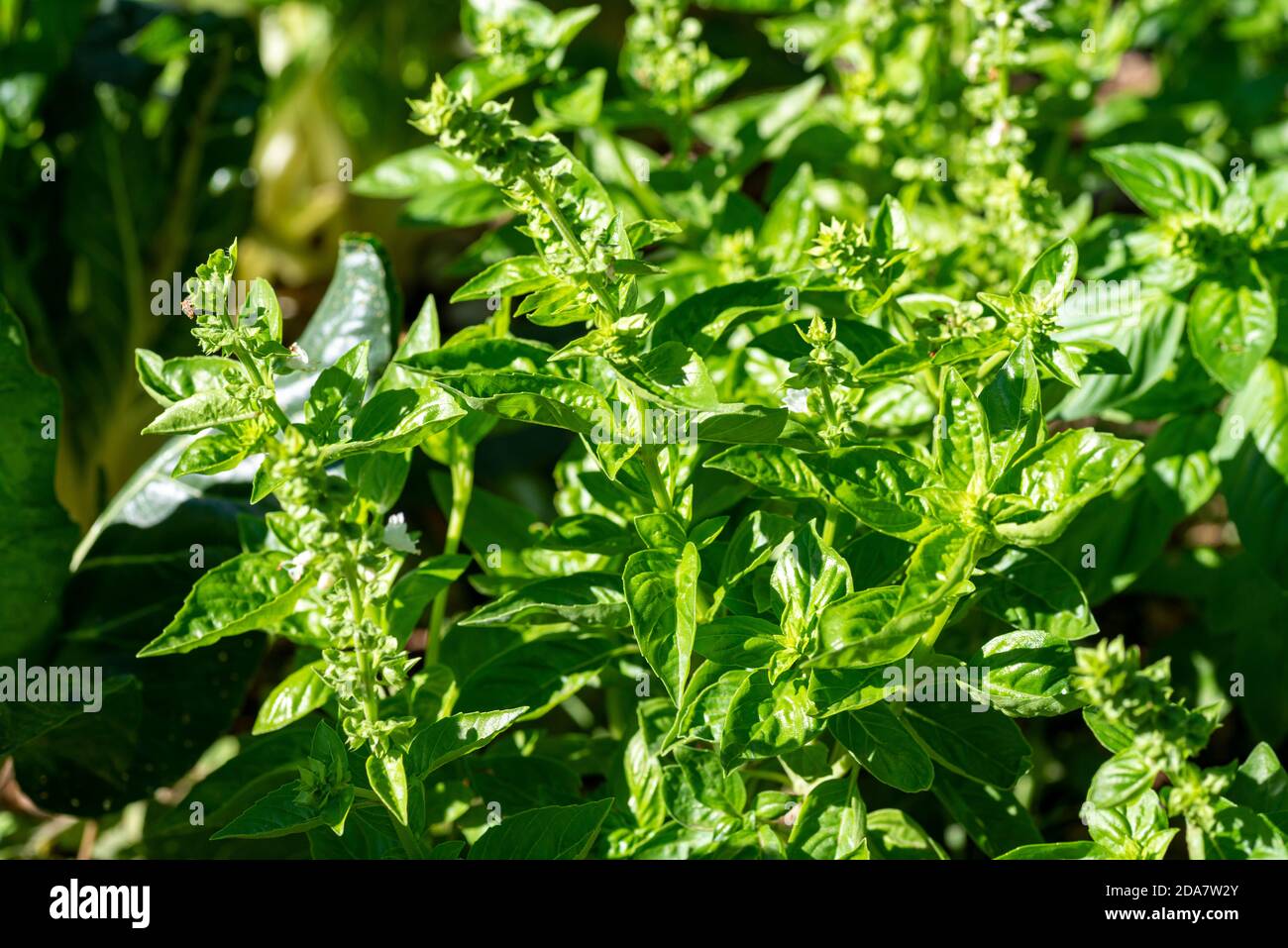 basil plant of green color used for food Stock Photo - Alamy