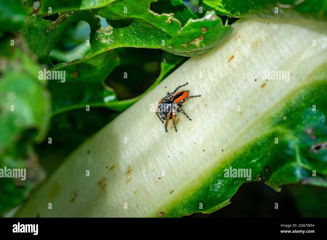 PHILAEUS CHRYSOPS SPIDER SPIDER ON EDIBLE PLANT Stock Photo - Alamy