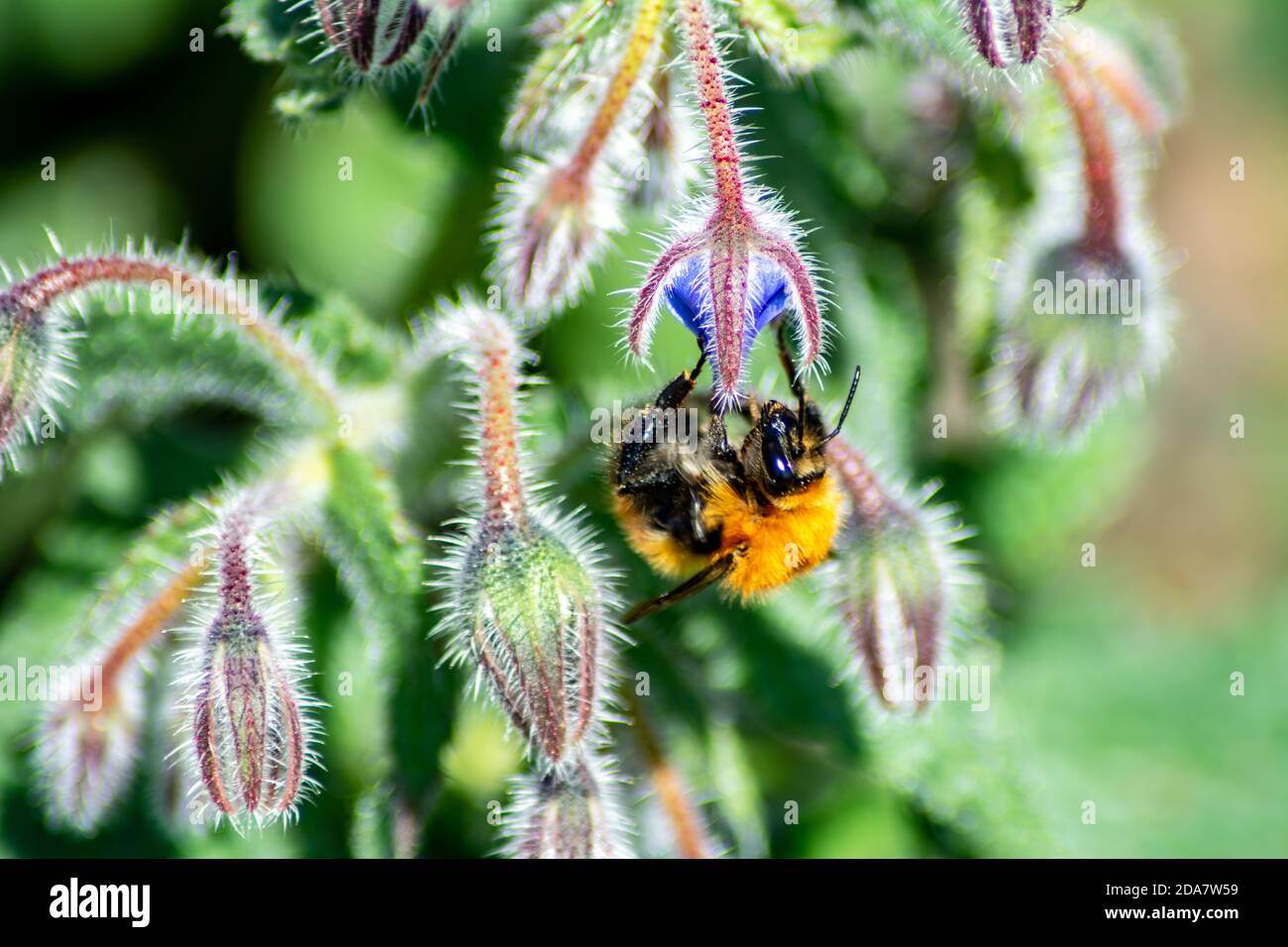 Bombo beach hi-res stock photography and images - Alamy