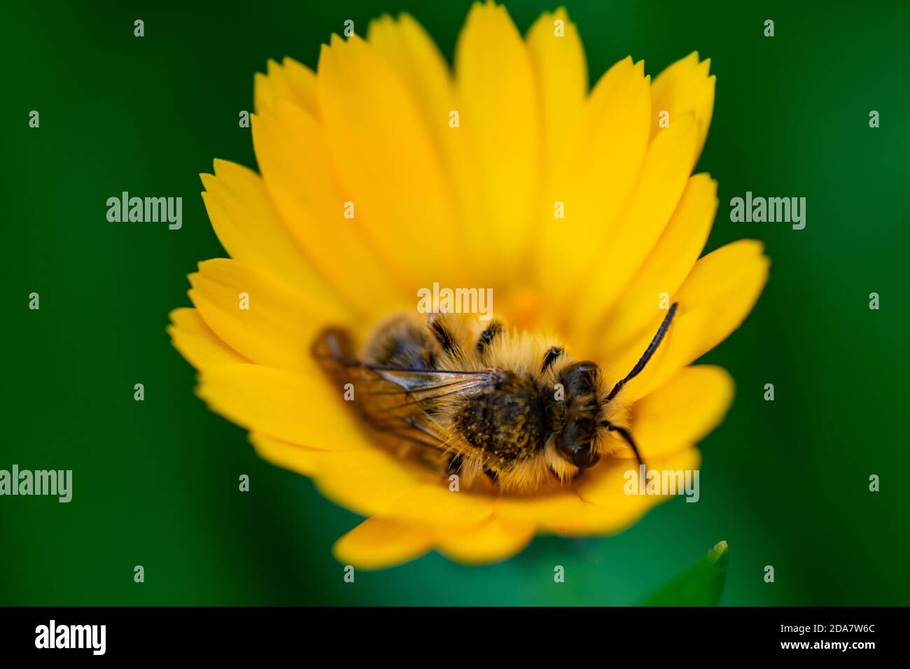 Awakening bee in morning hi-res stock photography and images - Alamy