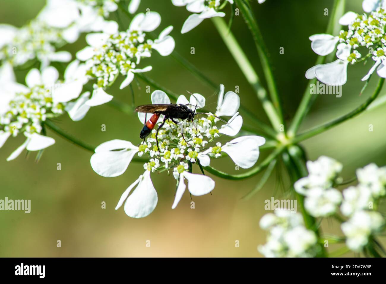 insects on flowers during summer Stock Photo - Alamy