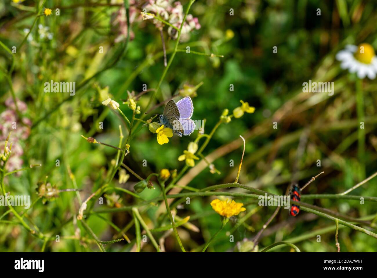 False wings isolated hi-res stock photography and images - Alamy
