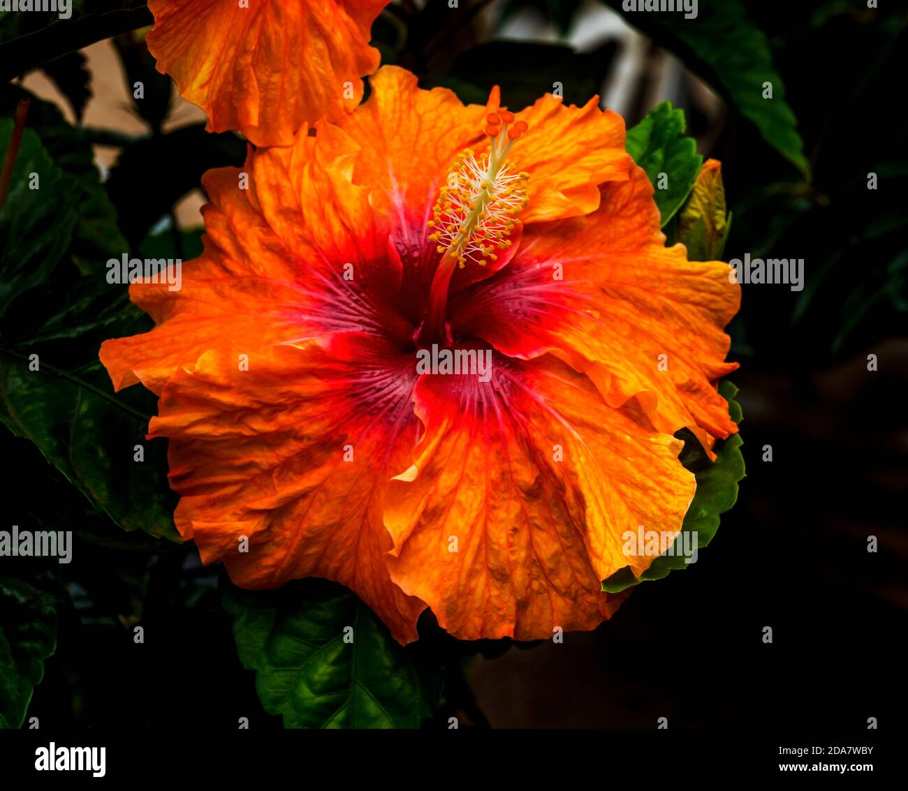 Fiesta hibiscus hi-res stock photography and images - Alamy