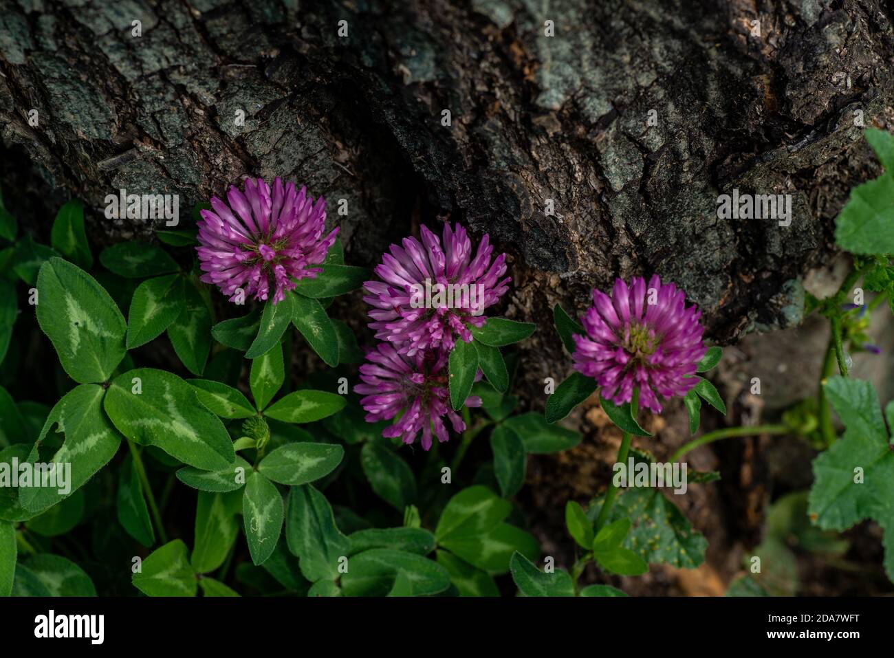 Olive tree in field wild hi-res stock photography and images - Alamy
