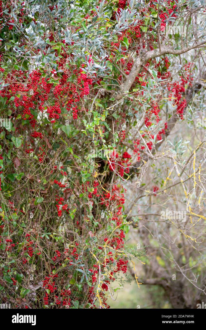 wild cluster berries born from a wild primavara plant Stock Photo - Alamy