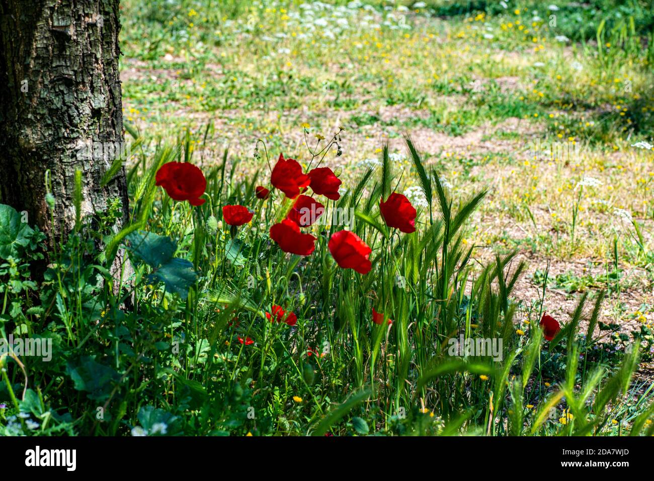 poppies and ears of corn and their colors Stock Photo - Alamy