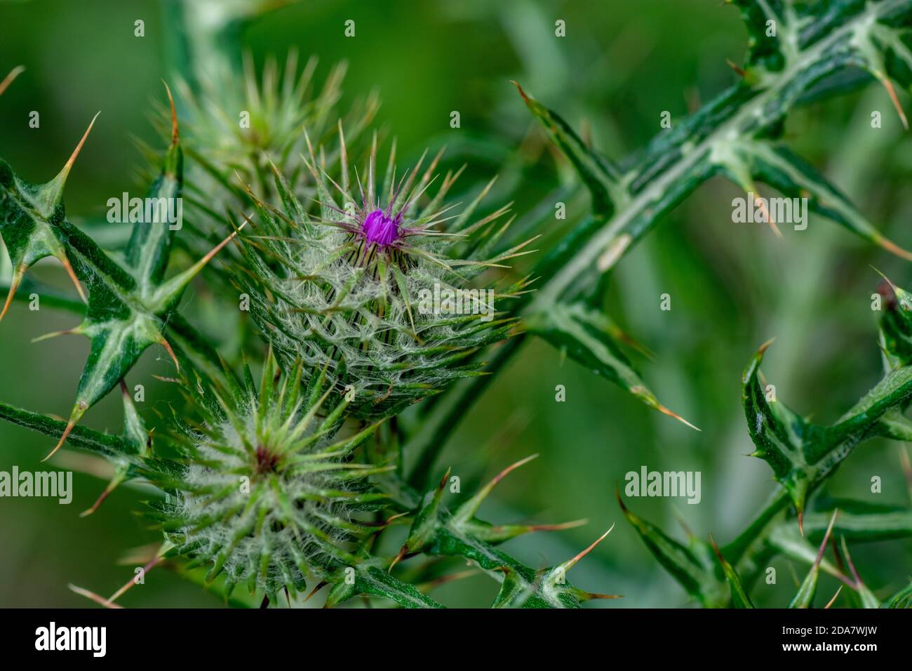 the thistle in full summer bloom Stock Photo - Alamy