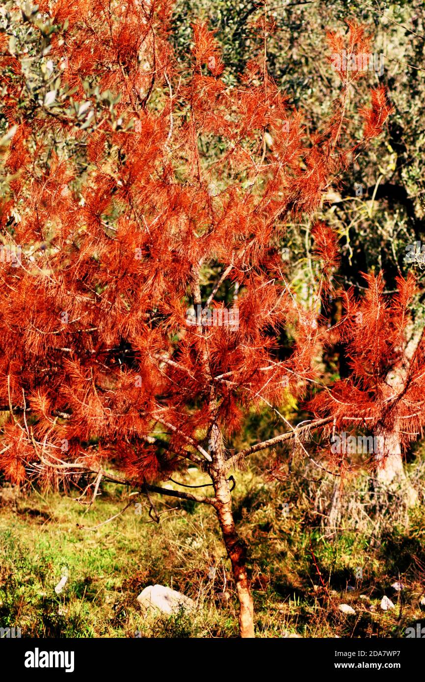 nature in spring various fruit buds and not Stock Photo - Alamy