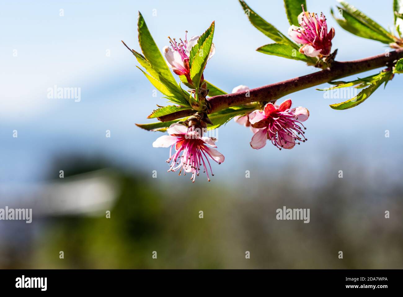 Fruit berry trees bloom hi-res stock photography and images - Alamy
