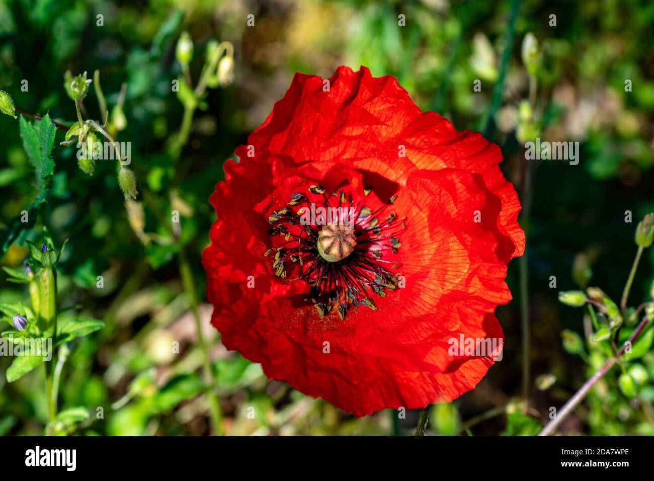 Beautiful animal sun hi-res stock photography and images - Alamy