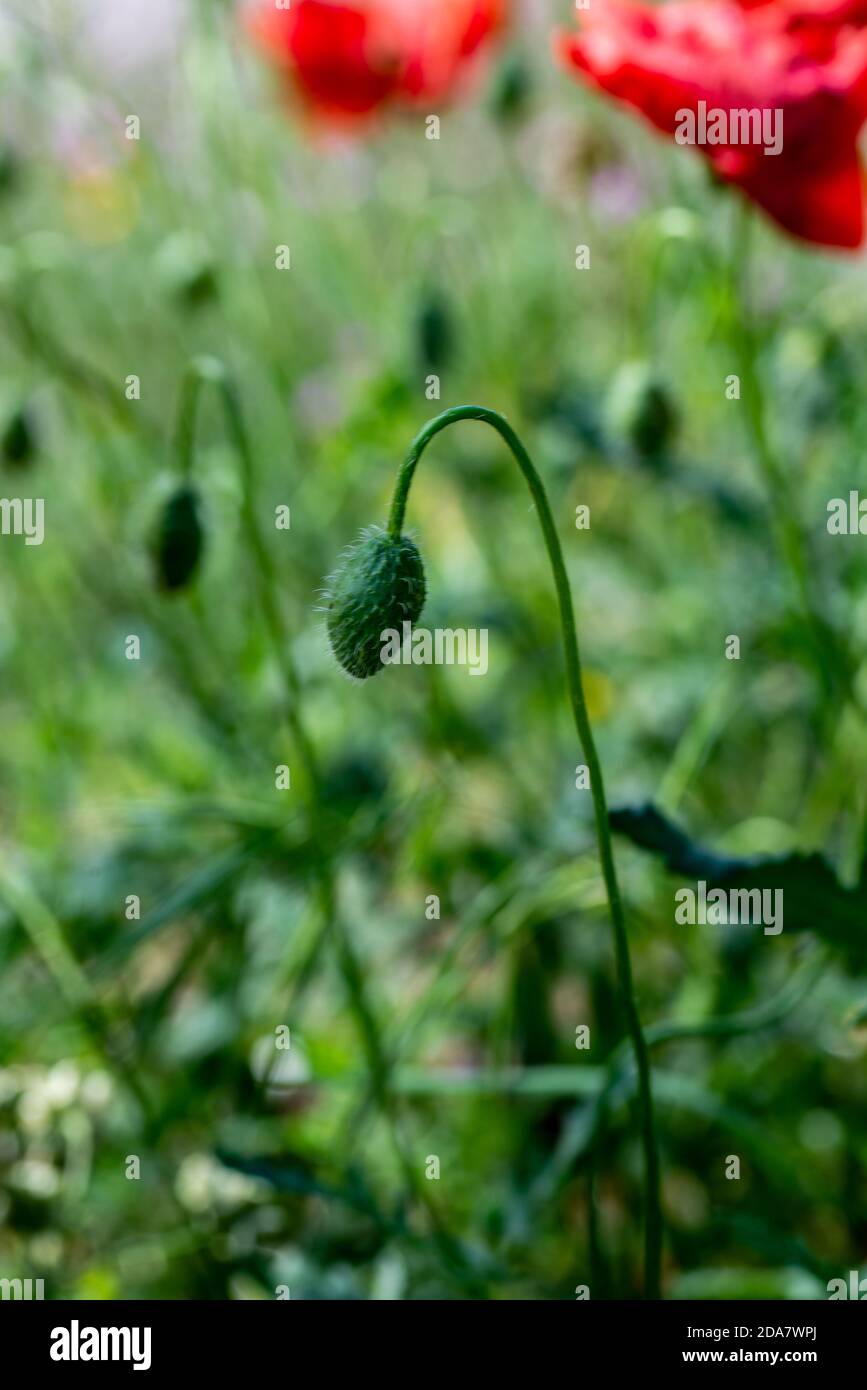 poppy bud about to bloom in the shade Stock Photo - Alamy