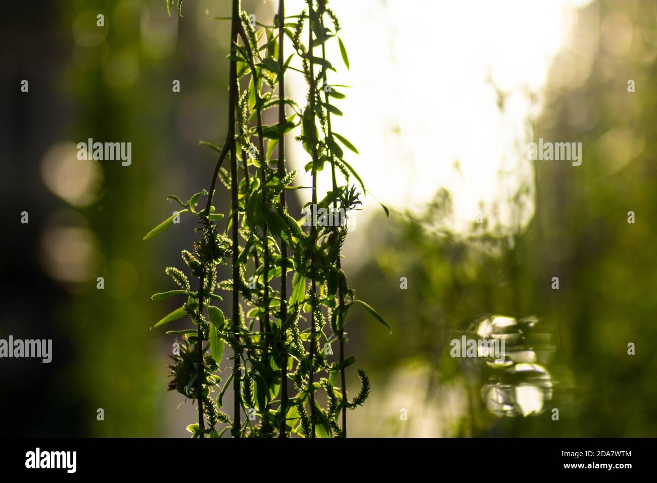 Red flower of the weeping willow tree hi-res stock photography and ...