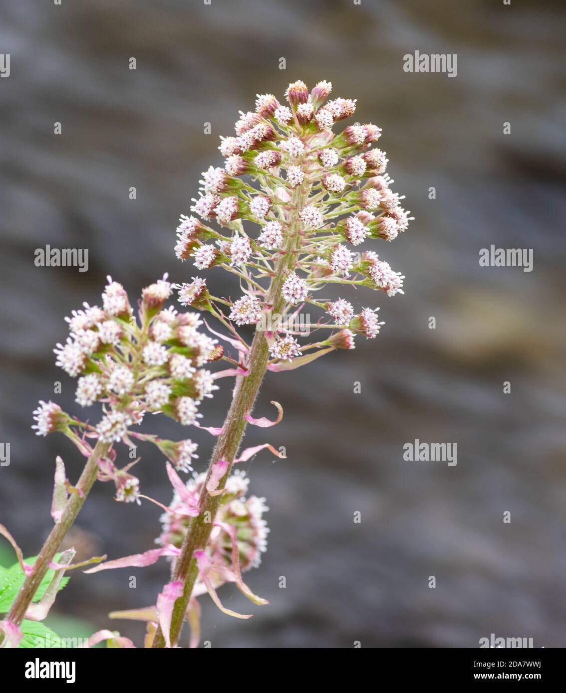 flowering by the greenhouse river Stock Photo - Alamy