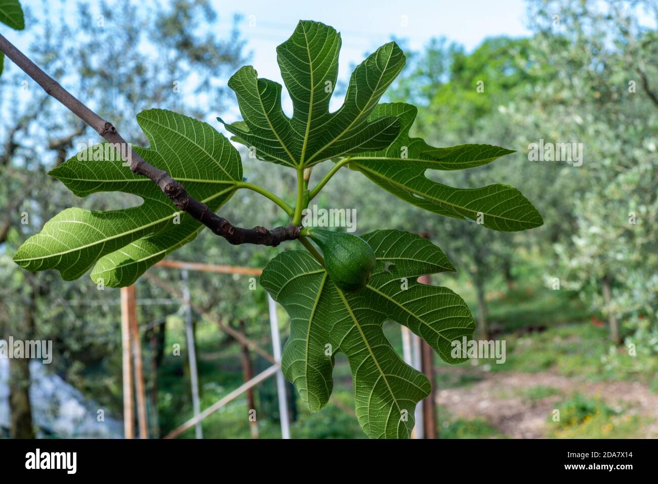 fig plant with freshly grown fig Stock Photo - Alamy