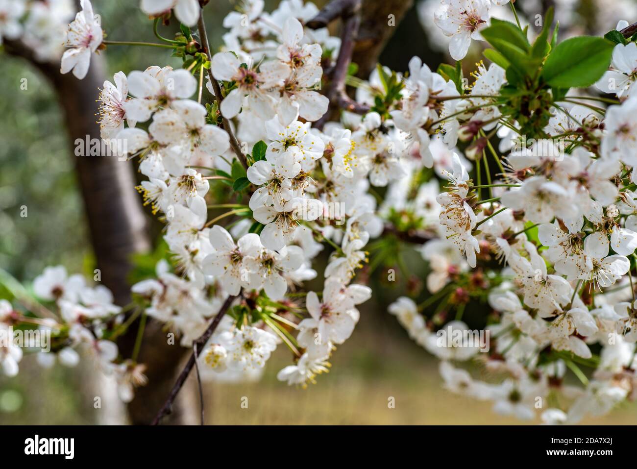 Beautiful fruit tree blooming hi-res stock photography and images - Alamy