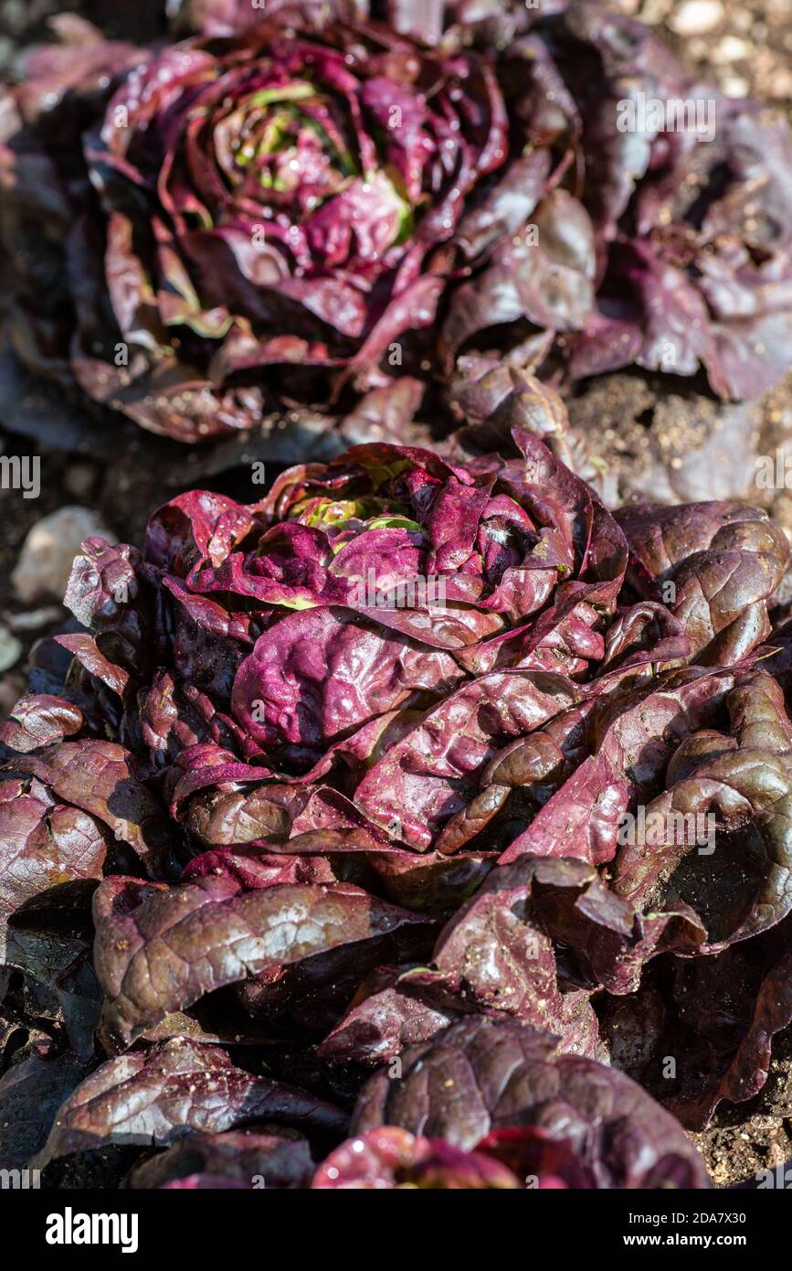 Just salad hi-res stock photography and images - Alamy