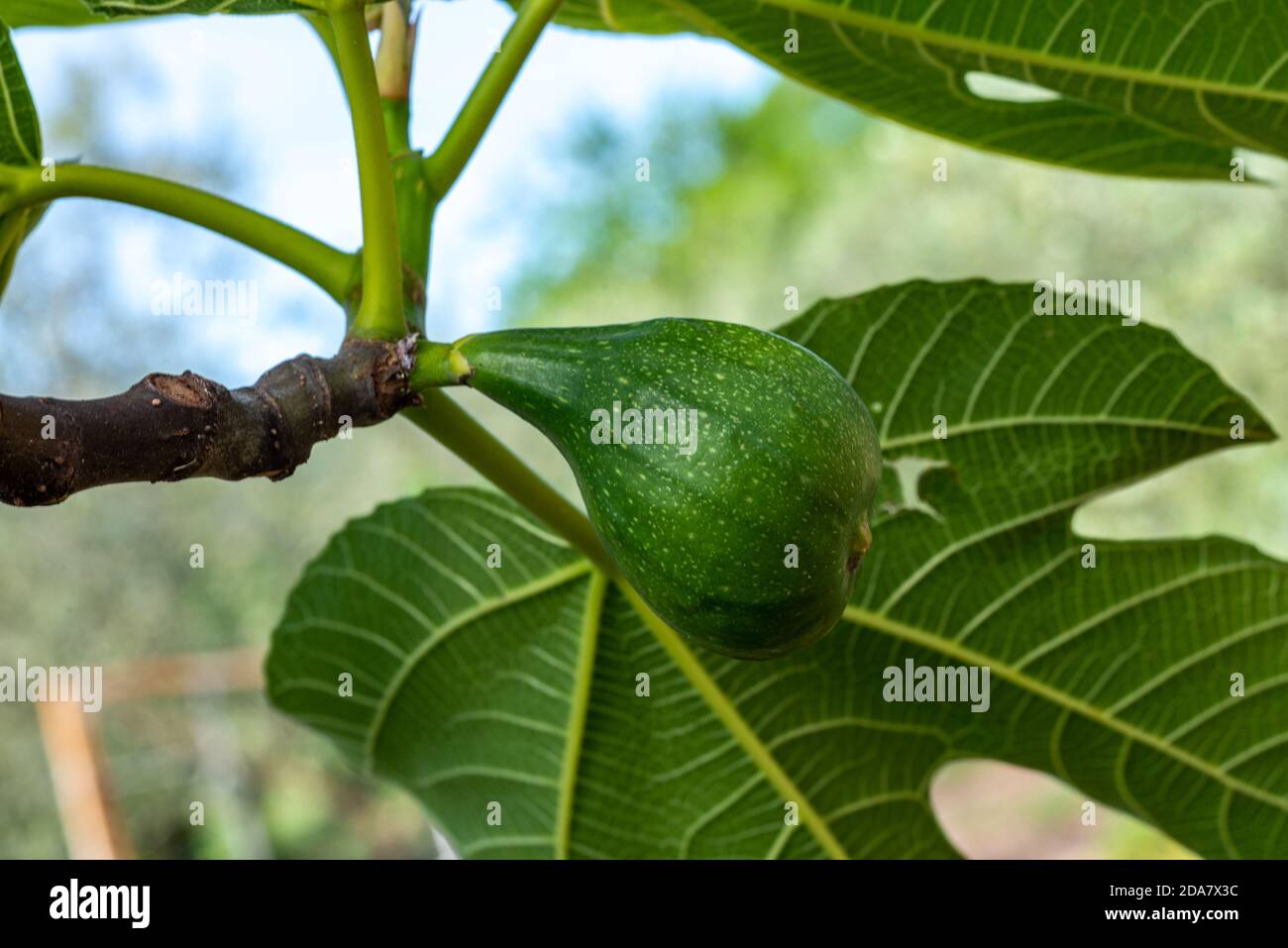 fig plant with freshly grown fig Stock Photo - Alamy