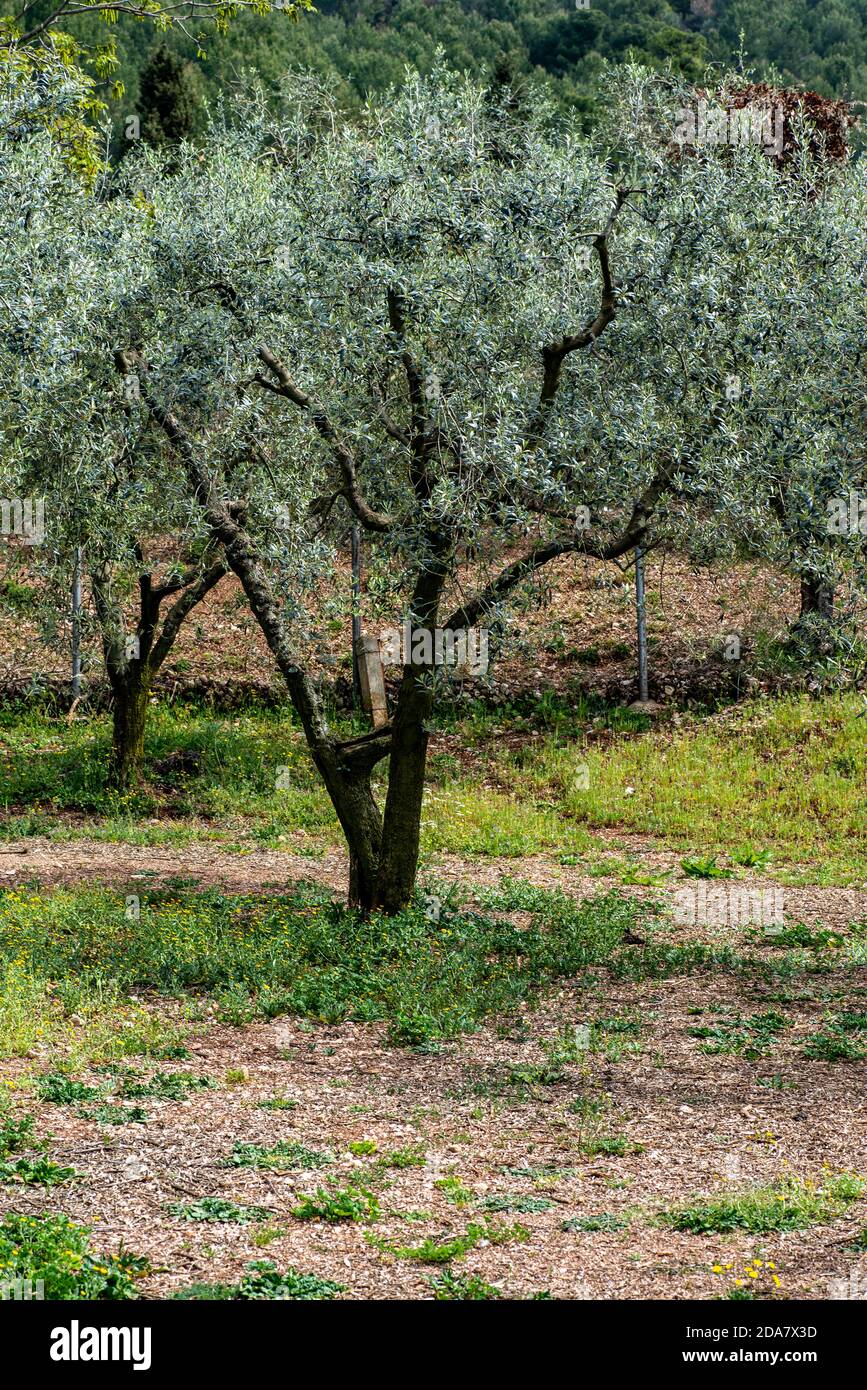 olive tree in summer bloom Stock Photo - Alamy