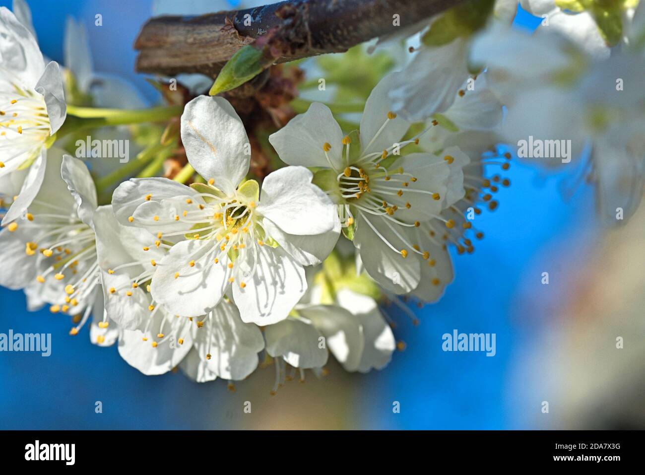nature in spring various fruit buds and not Stock Photo - Alamy