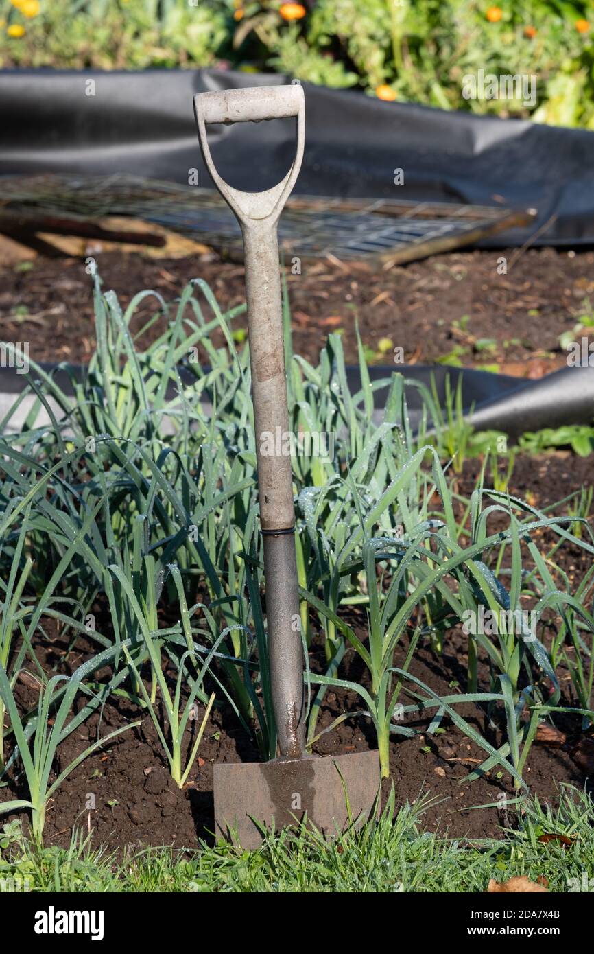 Garden spade standing upright in the soil at an allotment in Wells ...