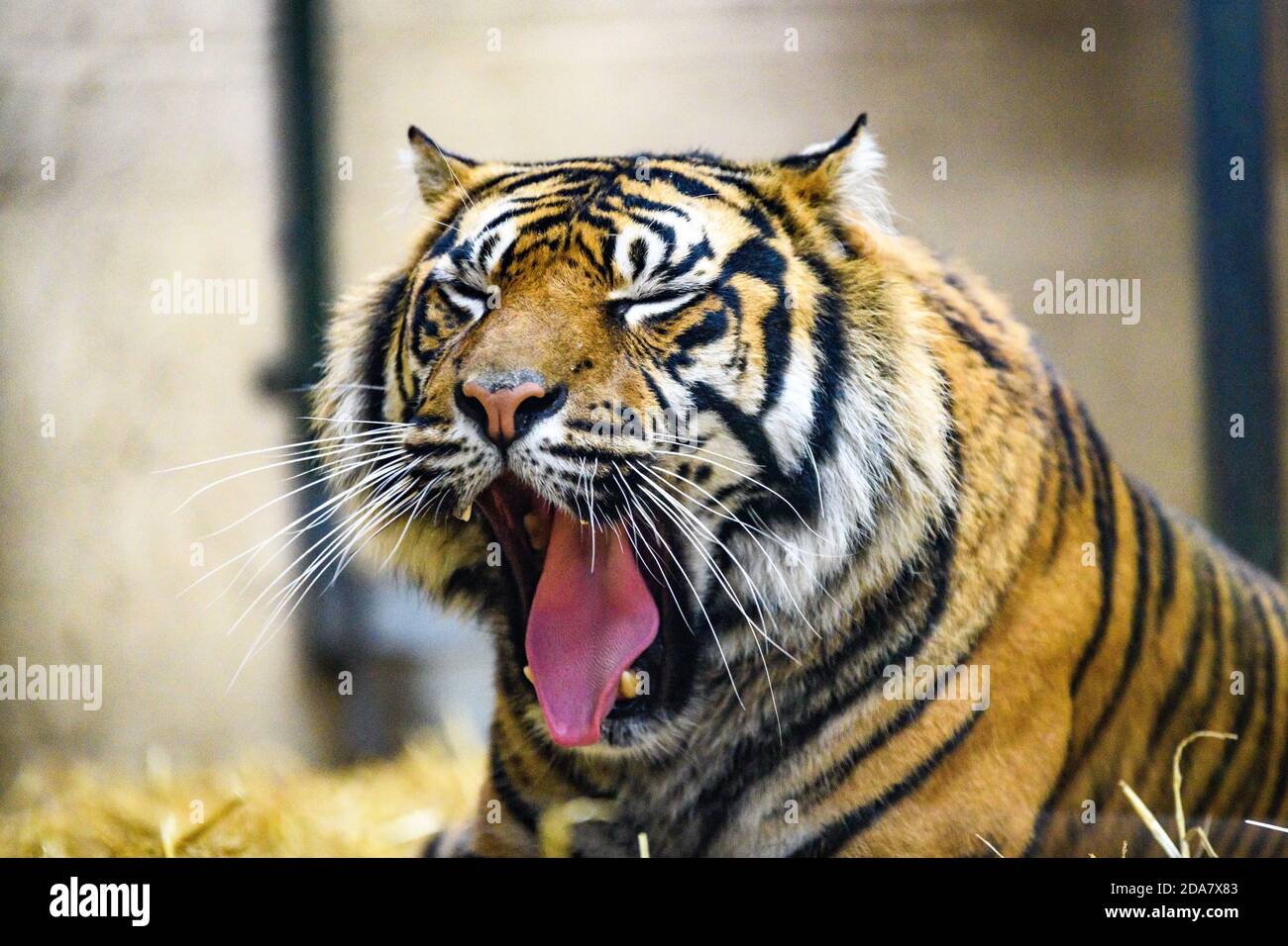 Sumatran tiger paignton zoo hi-res stock photography and images - Alamy