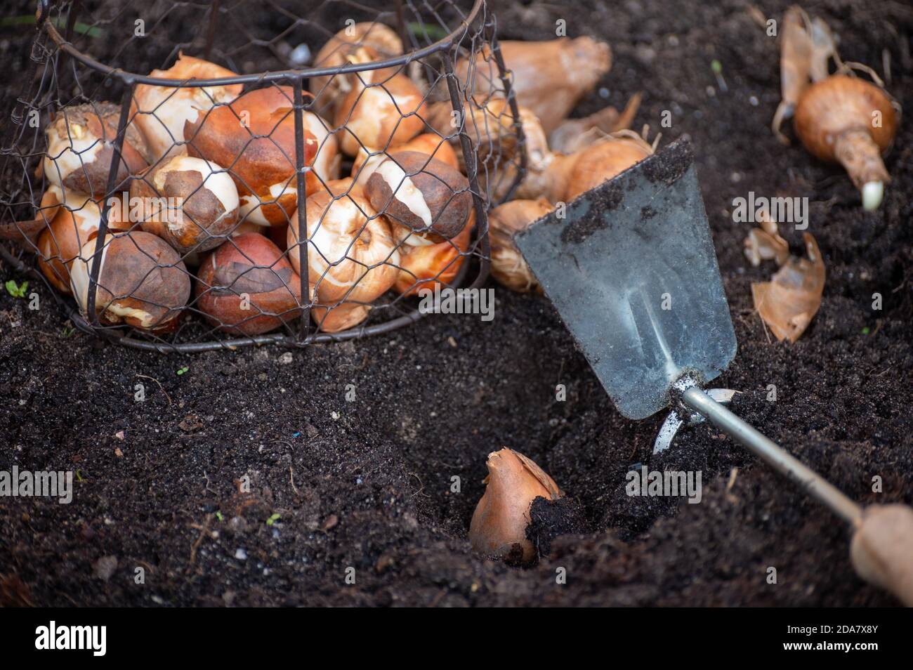 Autumn garden works planting hi-res stock photography and images - Alamy