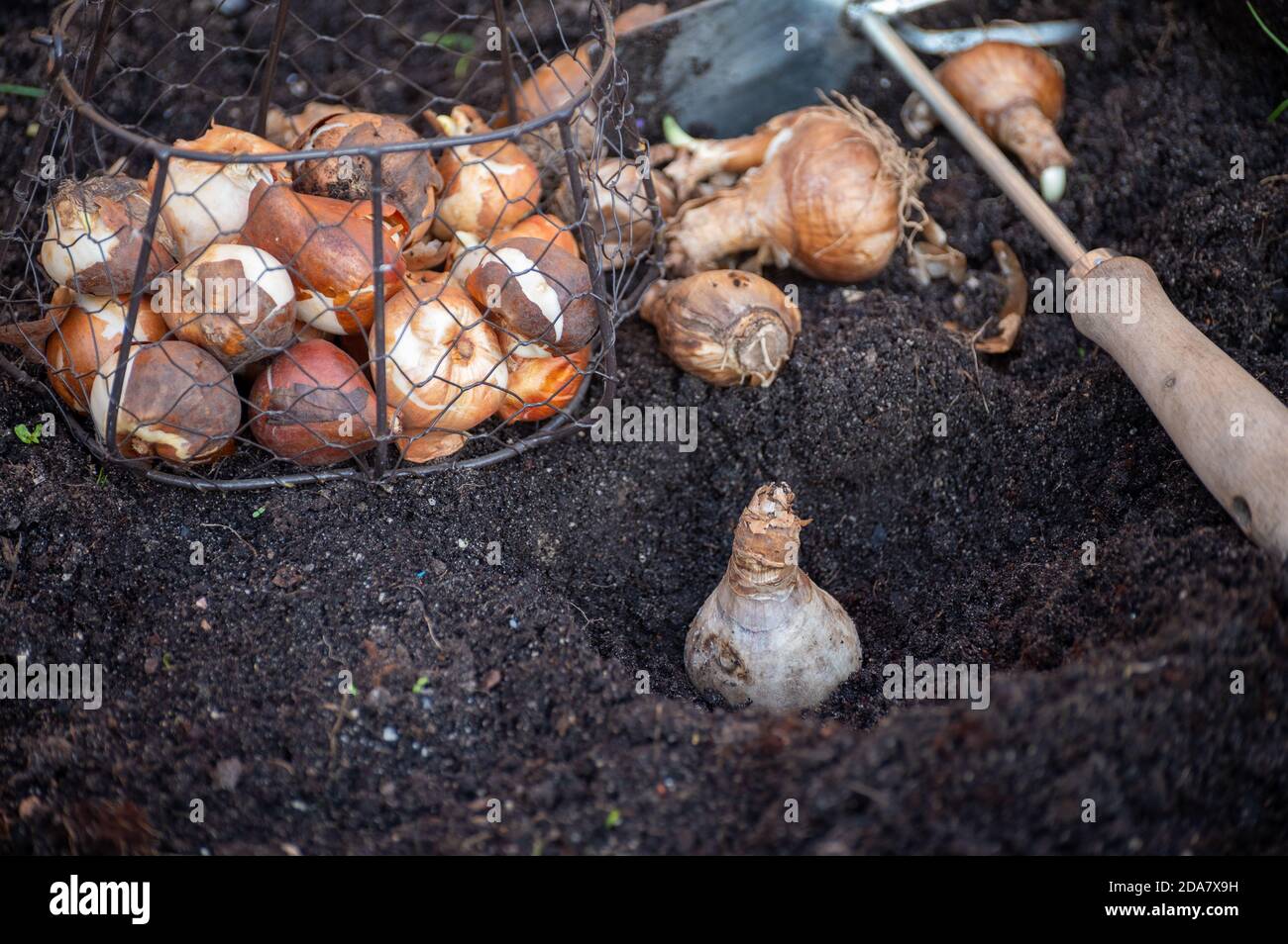 Autumn garden works planting hi-res stock photography and images - Alamy