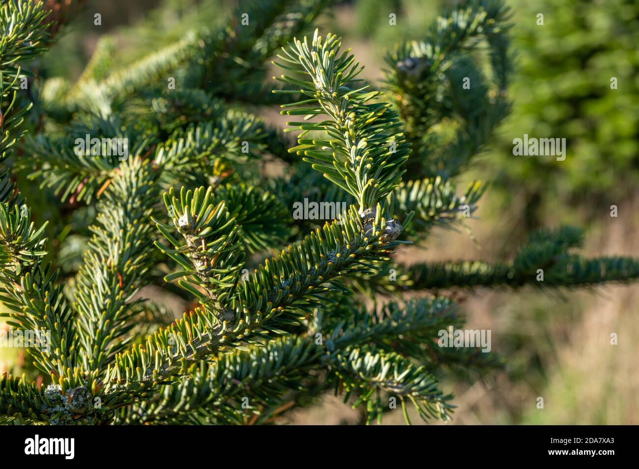 Plantation of evergreen nordmann firs, christmas tree growing ourdoor ...