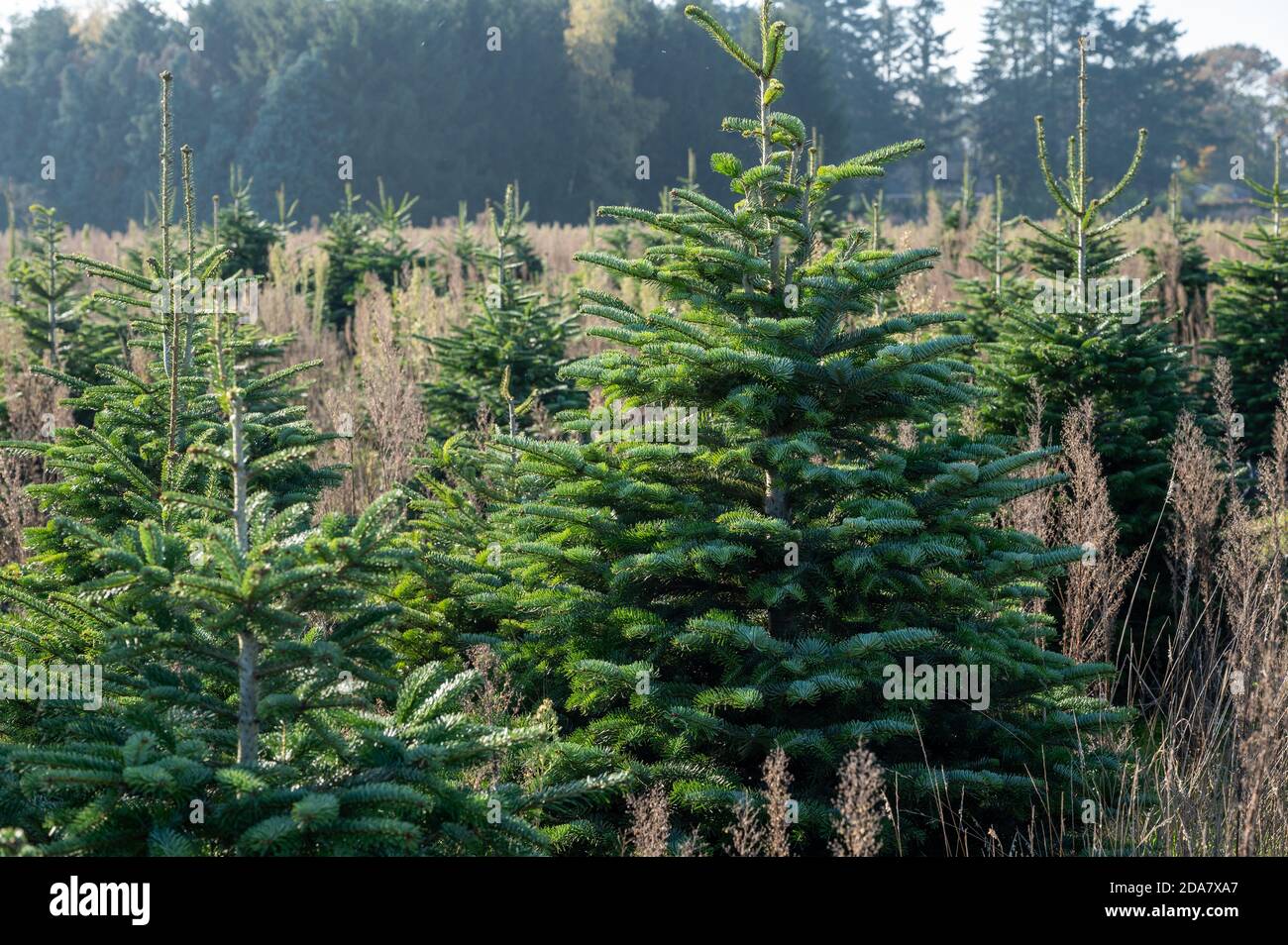 Plantation of evergreen nordmann firs, christmas tree growing ourdoor ...