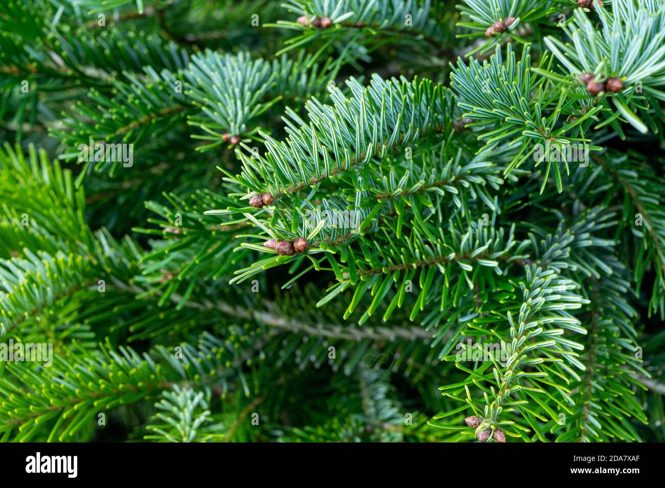 Plantation of evergreen nordmann firs, christmas tree growing ourdoor ...