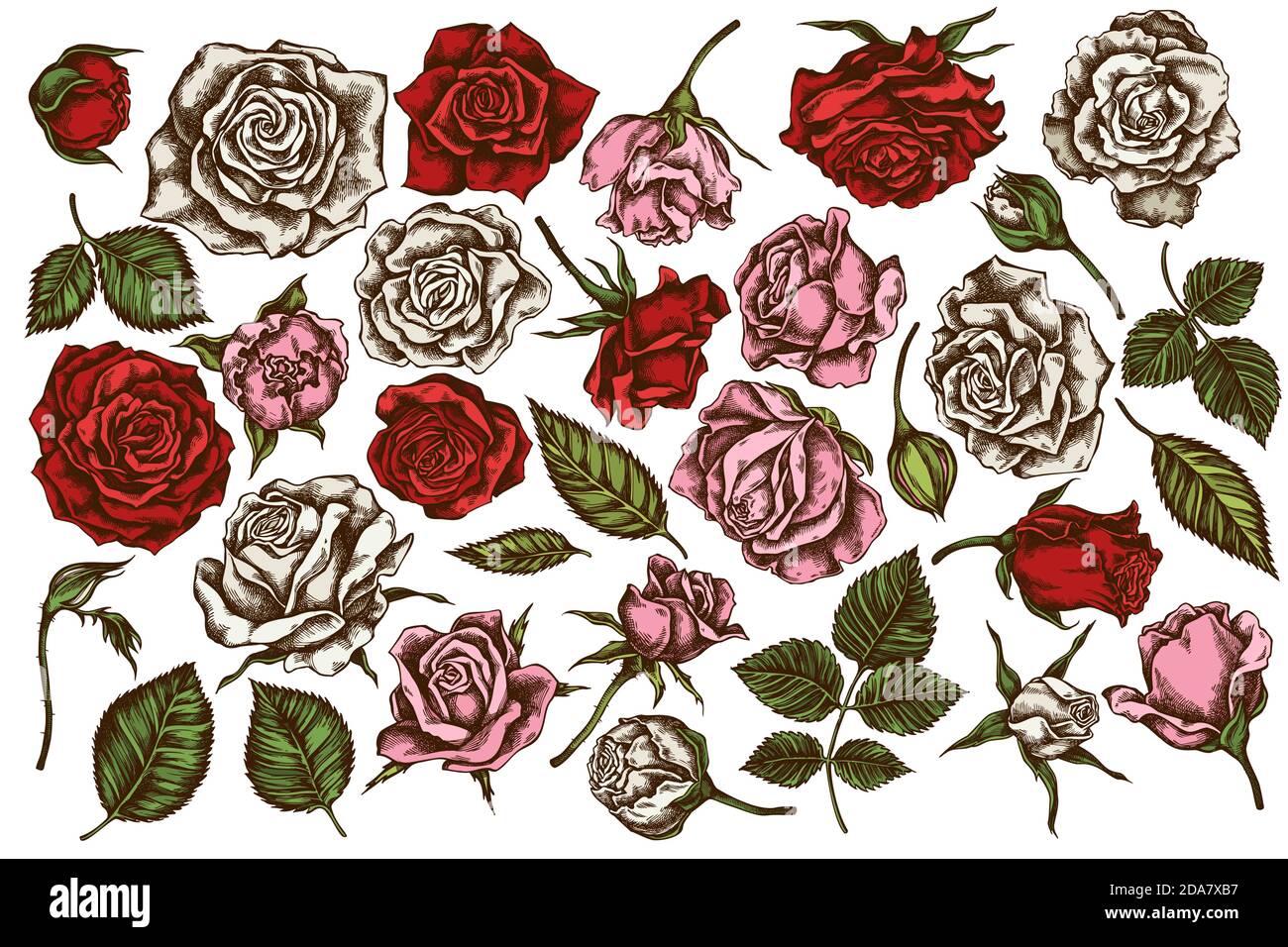 Vector set of hand drawn colored roses Stock Vector Image & Art - Alamy