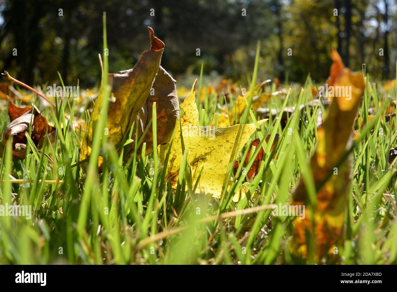Sugar Maple Leaves High Resolution Stock Photography and Images - Alamy