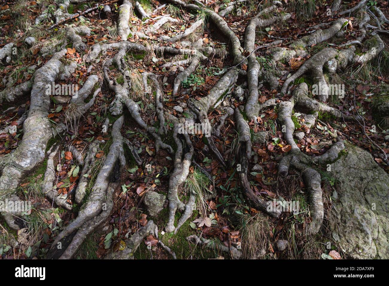 Close up of tree roots outside the earth, and mud. Dirt and autumn ...