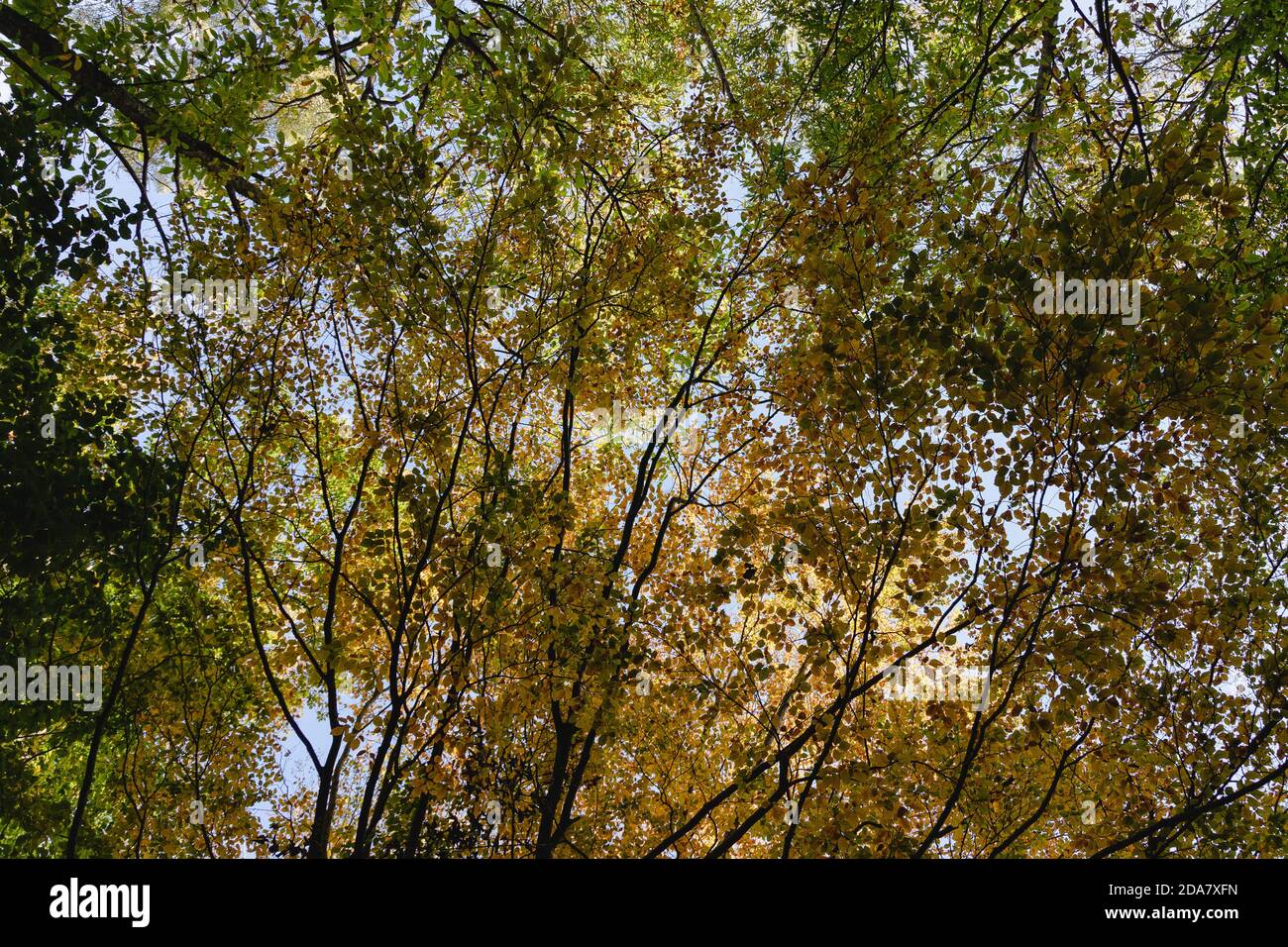 View of the leaves of a tree top, yellow autumn leaves. Beautiful fall ...