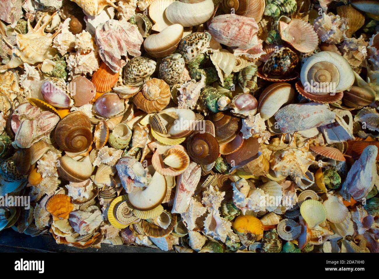 Assorted sea shells Stock Photo - Alamy