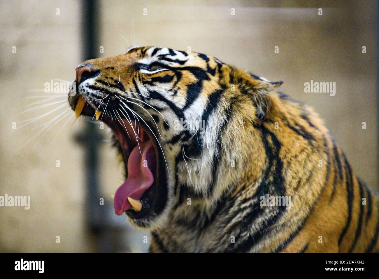 Edinburgh, UK. Tue 9 November 2020. Edinburgh Zoo celebrates the ...