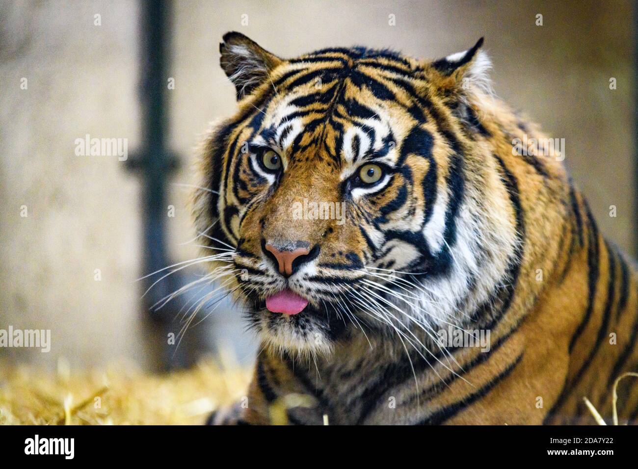 Edinburgh, UK. Tue 9 November 2020. Edinburgh Zoo celebrates the ...