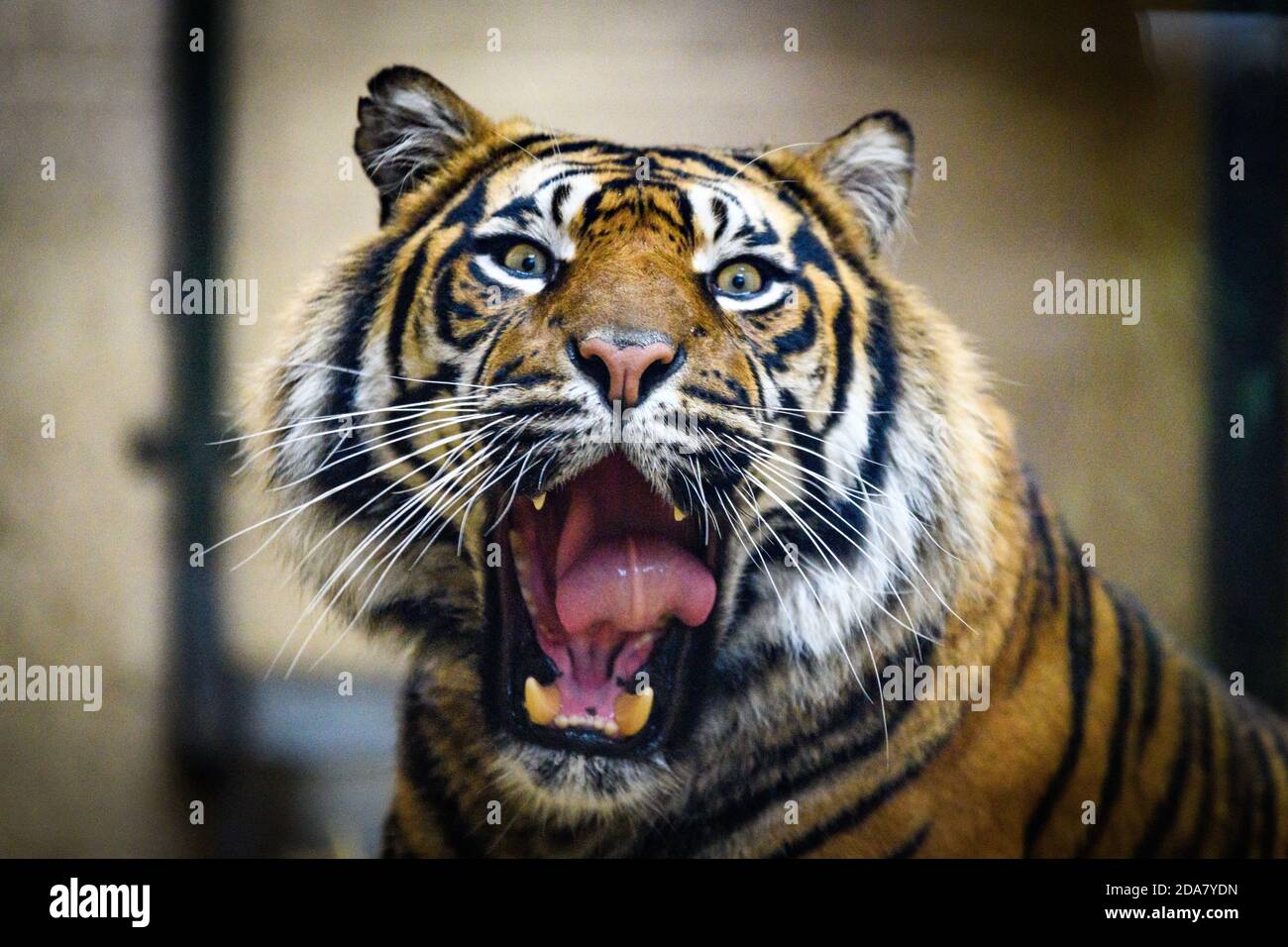 Lucu hi-res stock photography and images - Alamy