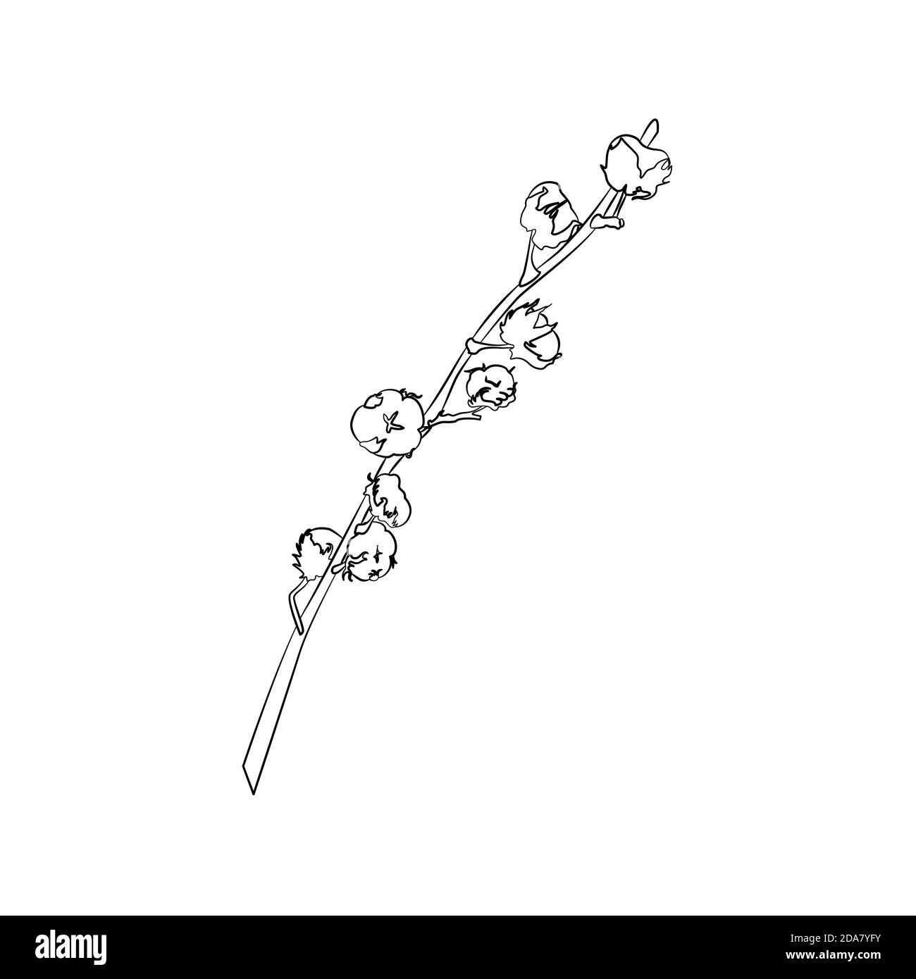 Elegant hand drawn line art cotton clipart. Isolated on white ...