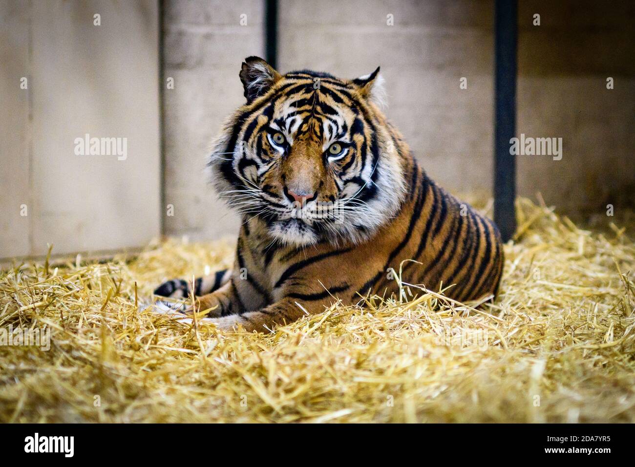 Lucu hi-res stock photography and images - Alamy