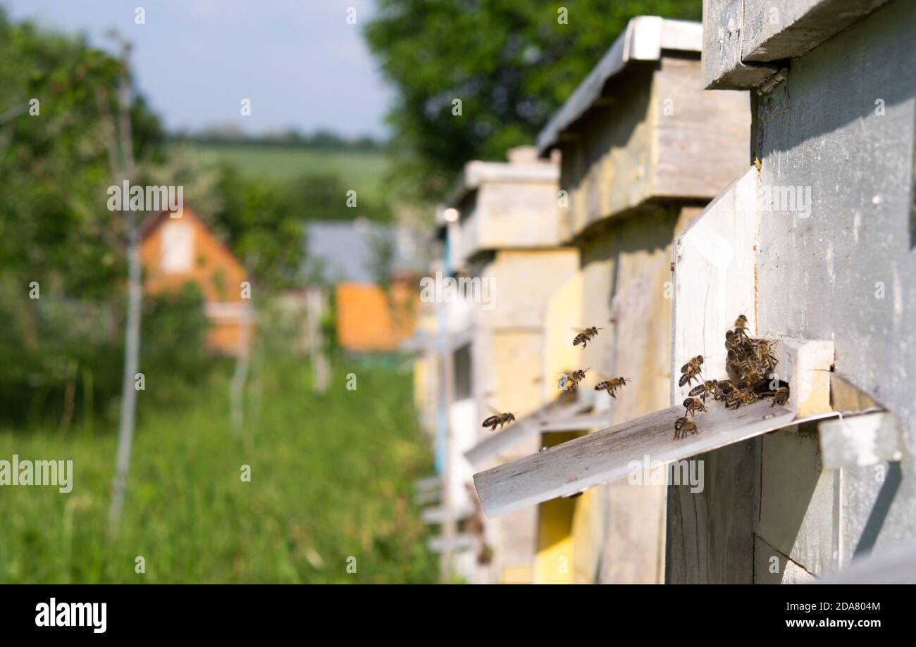 Modern beehive apiary hi-res stock photography and images - Alamy