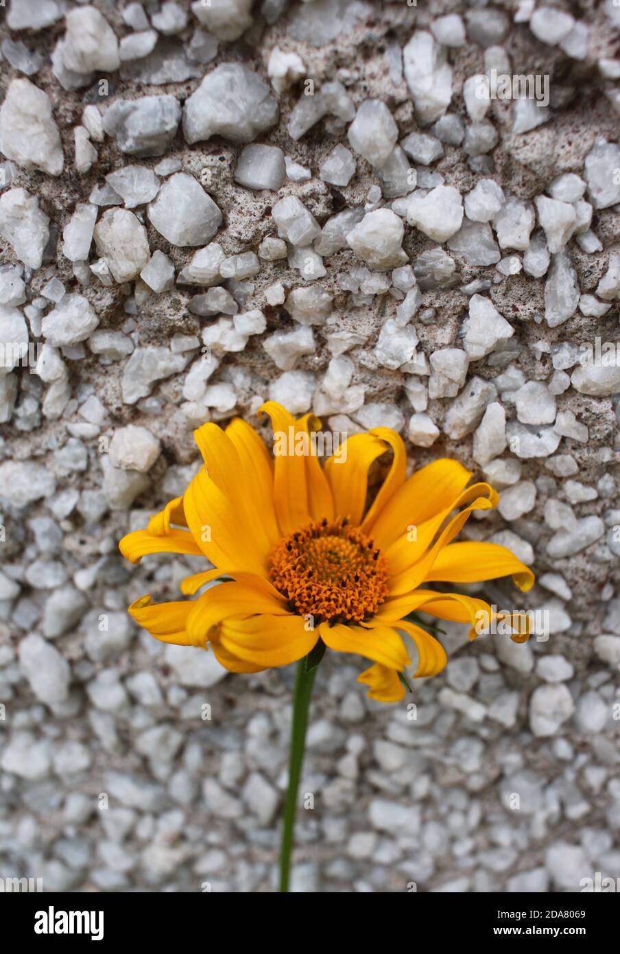 Gray And Yellow Daisy Clip Art