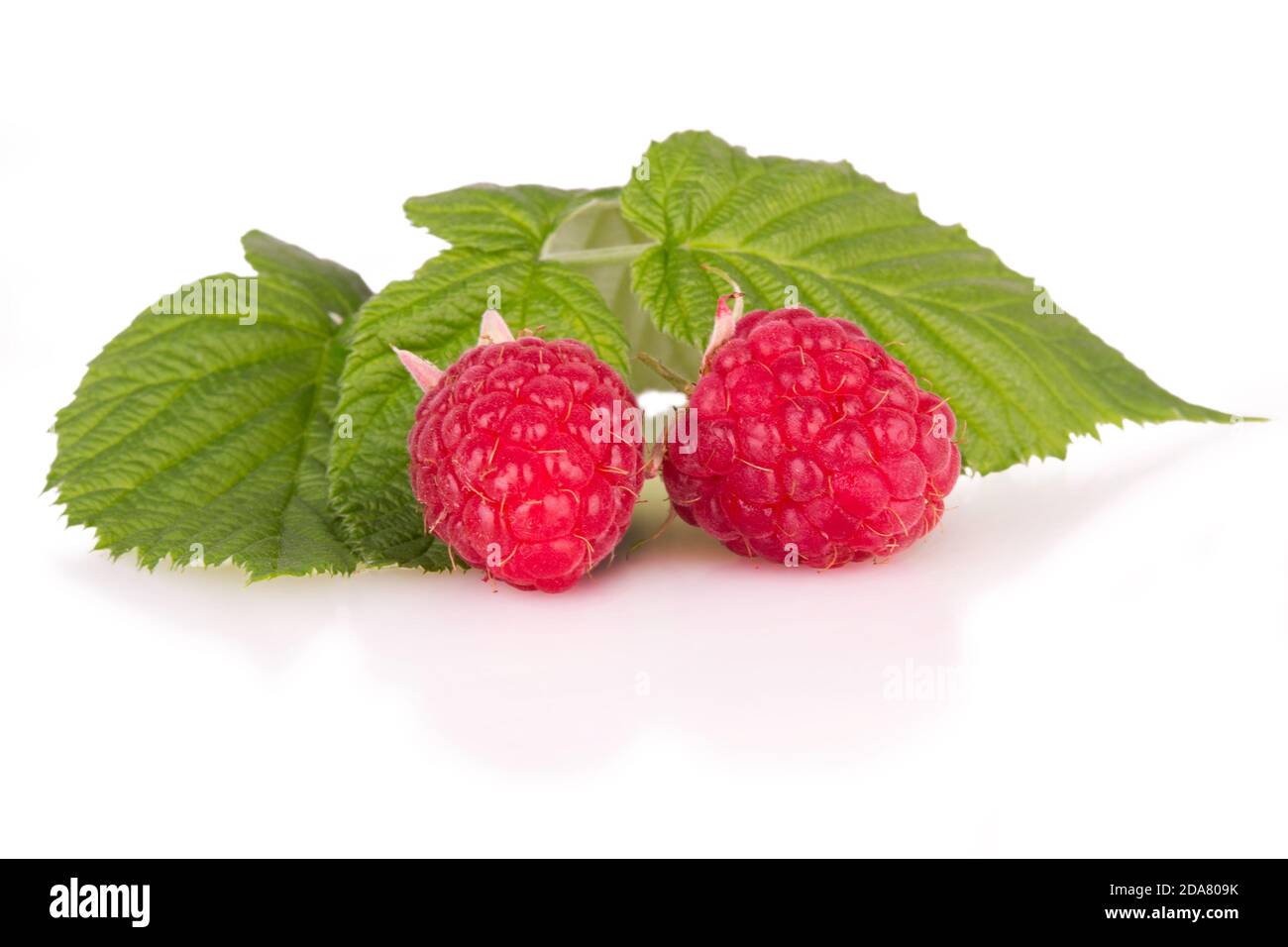 two ripe raspberries with leaves isolated Stock Photo - Alamy