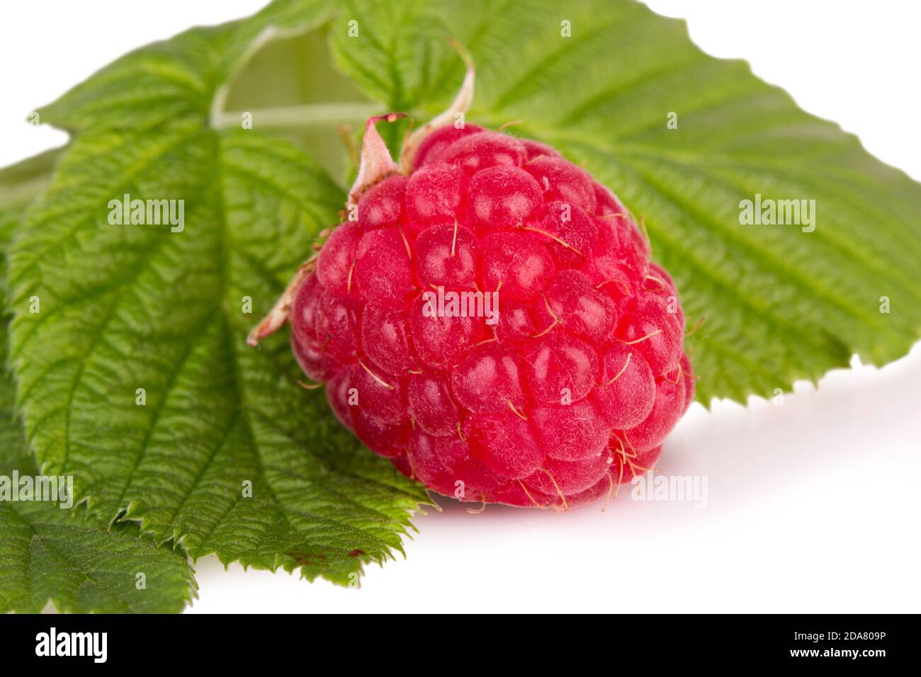one ripe raspberries with leaves Stock Photo - Alamy